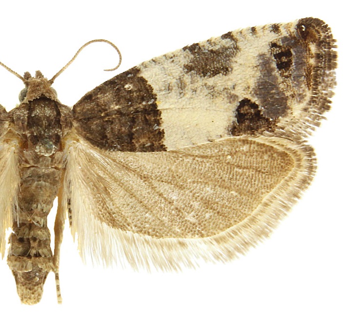 Spilonota ocellana | Tortricid ID