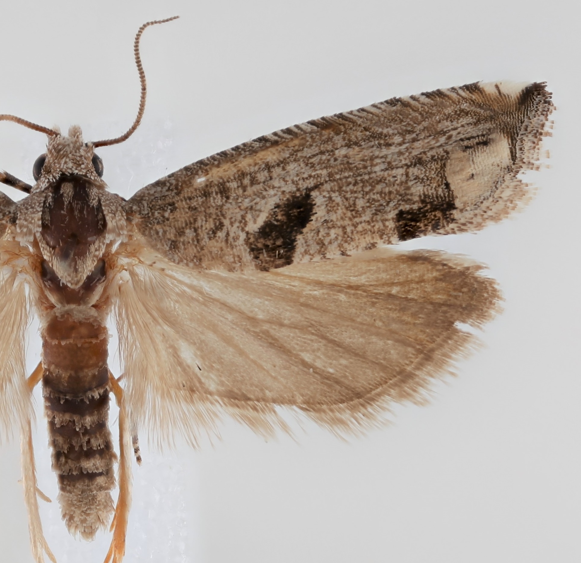 Suleima helianthana | Tortricid ID