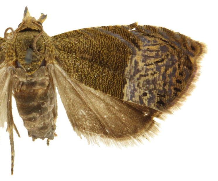 Grapholitini | Tortricid ID