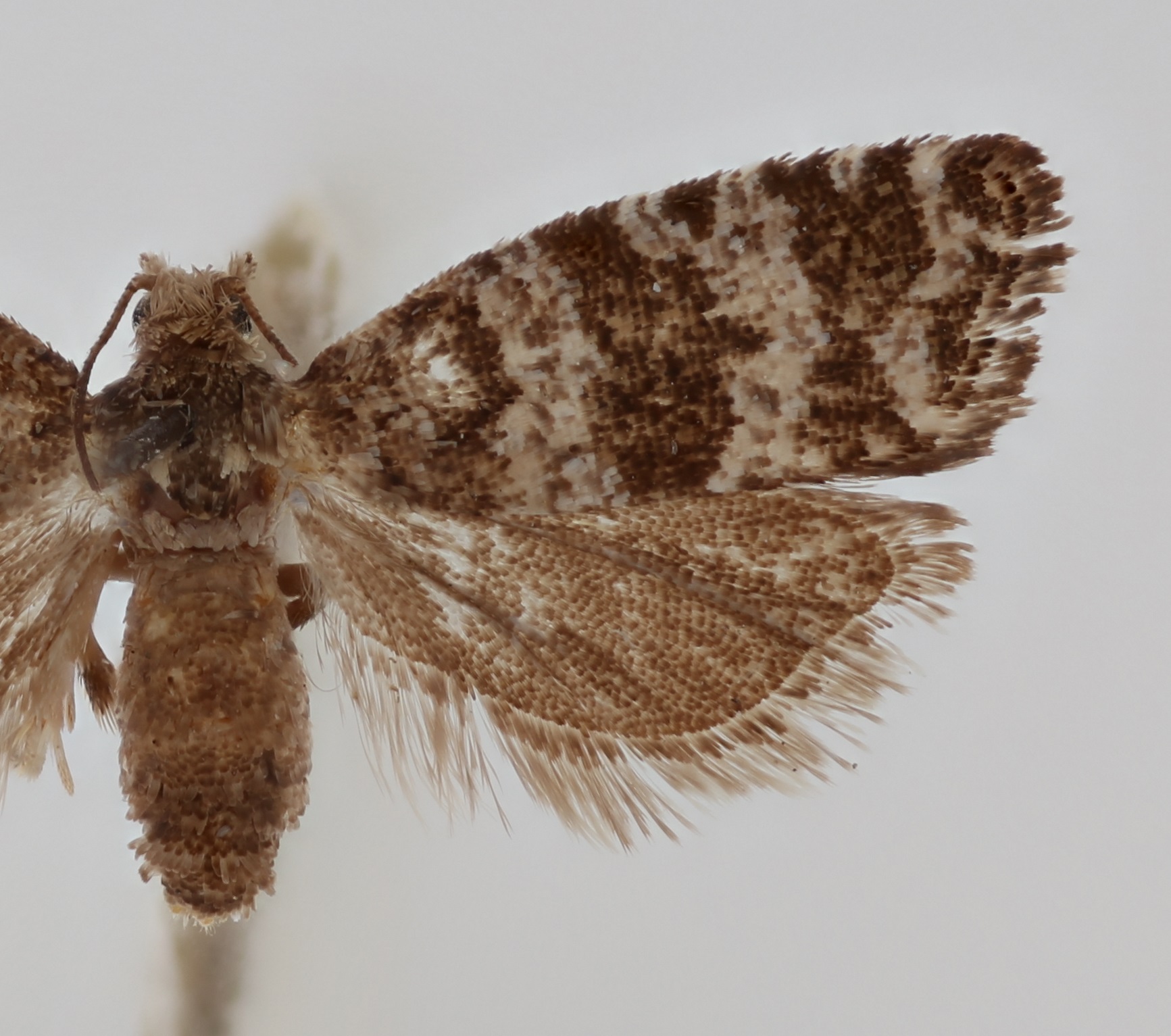 Taniva albolineana | Tortricid ID