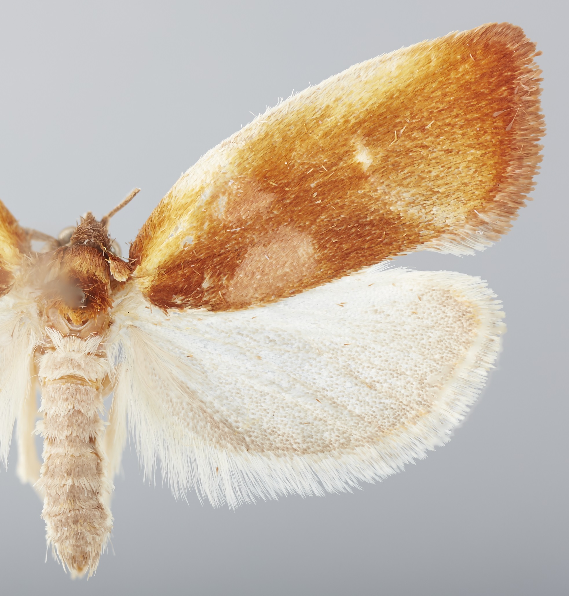 Cochylini | Tortricid ID
