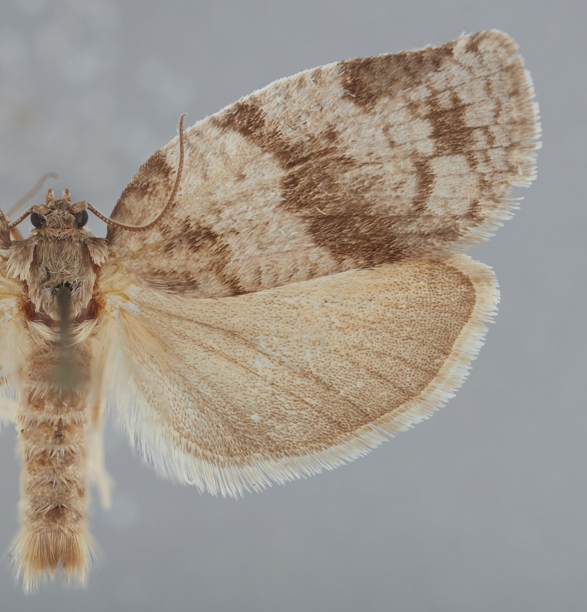 Choristoneura spp. | Tortricid ID