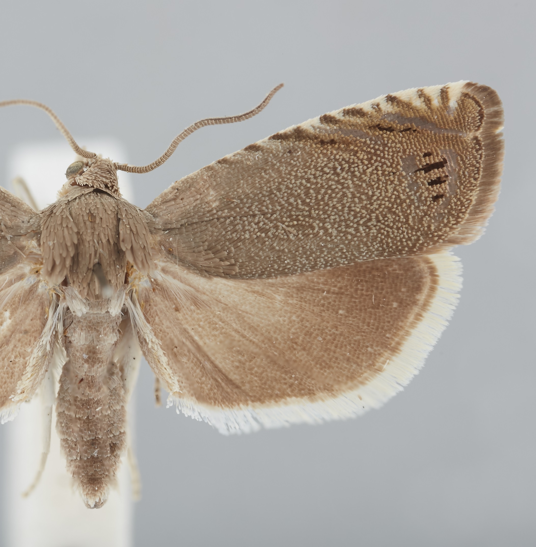 Grapholitini | Tortricid ID