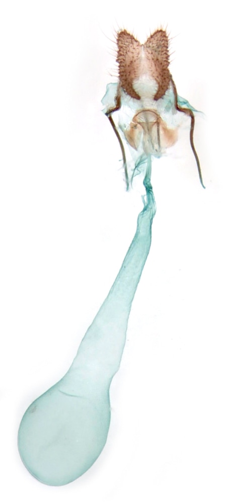 Bactra spp. | TortID