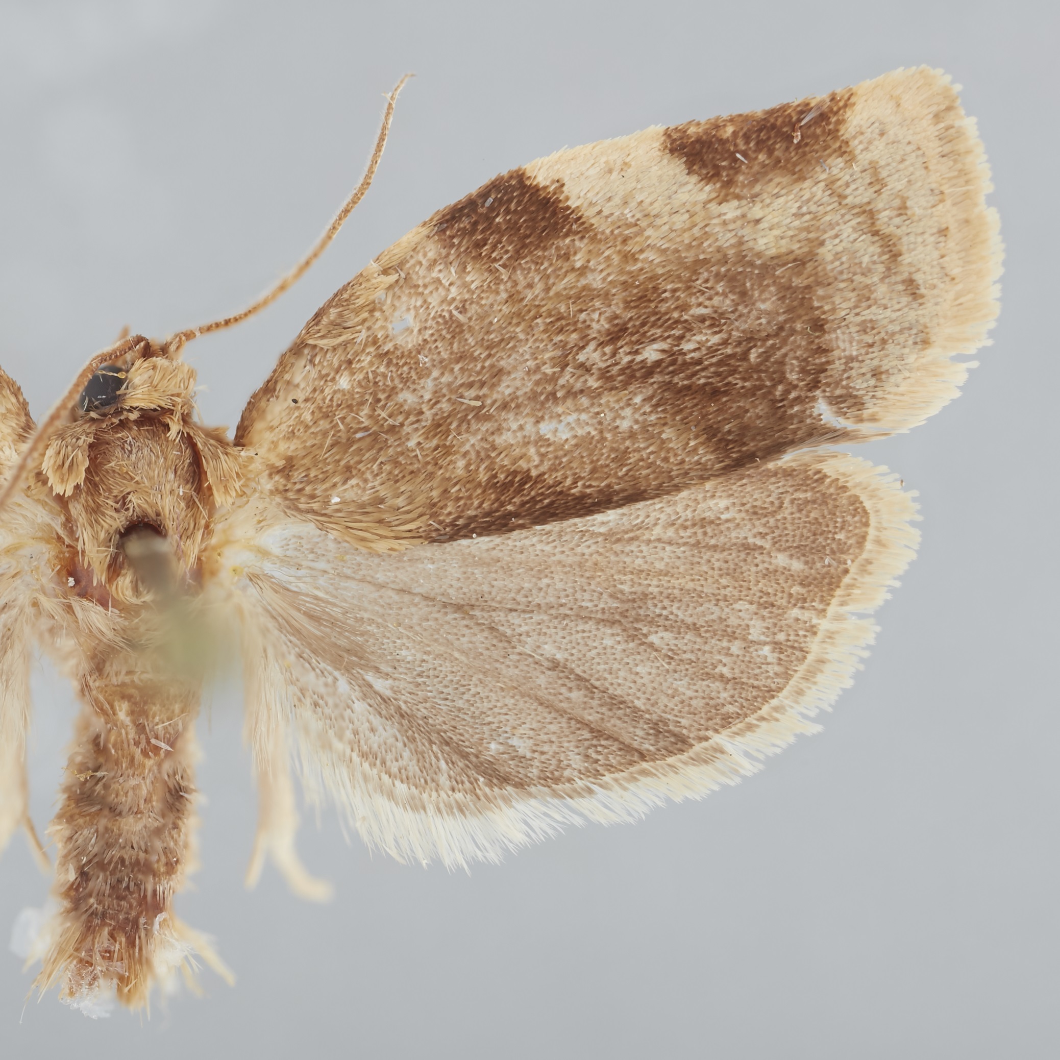 Choristoneura spp. | Tortricid ID