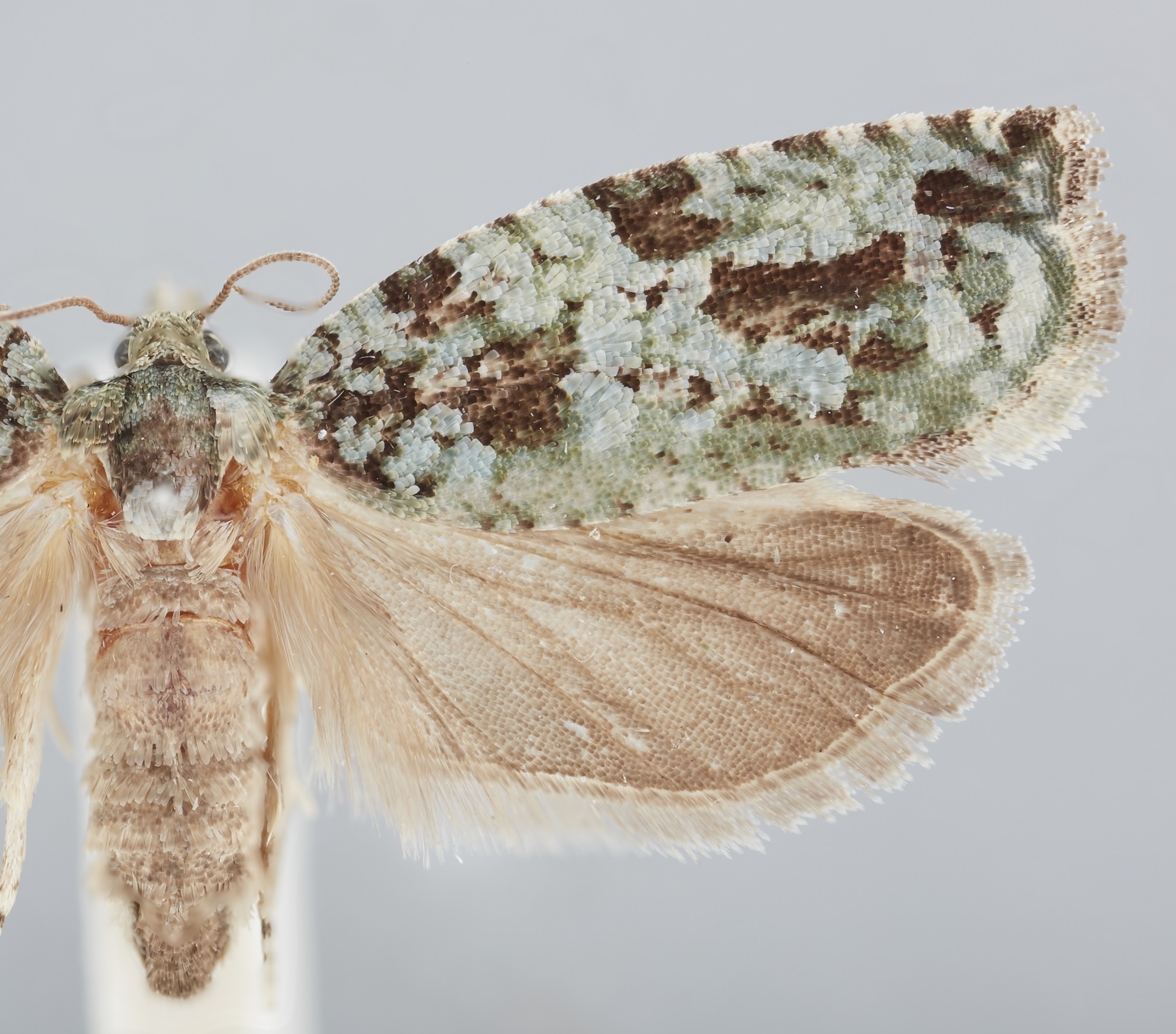 Proteoteras moffatiana | Tortricid ID