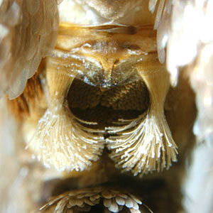 Aspila spp. | TortID