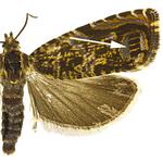 Glossary | Tortricid ID