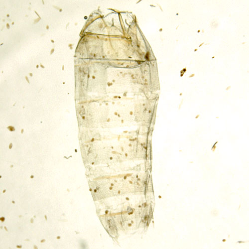 Dissection guides | Tortricid ID