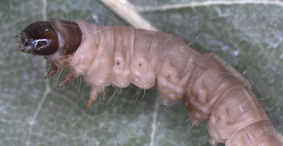 Choristoneura rosaceana | Tortricid ID
