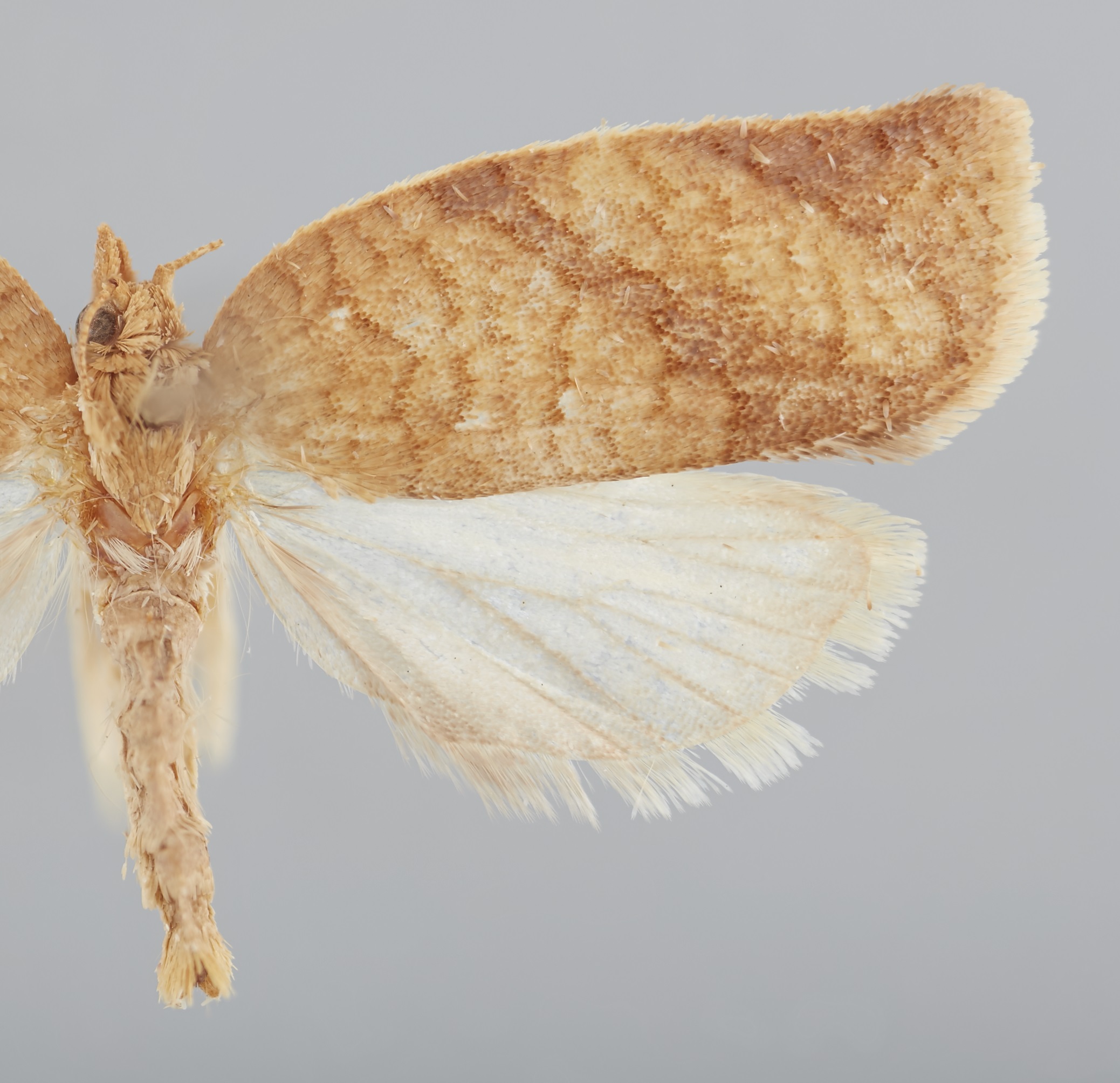 Adoxophyes honmai | Tortricid ID