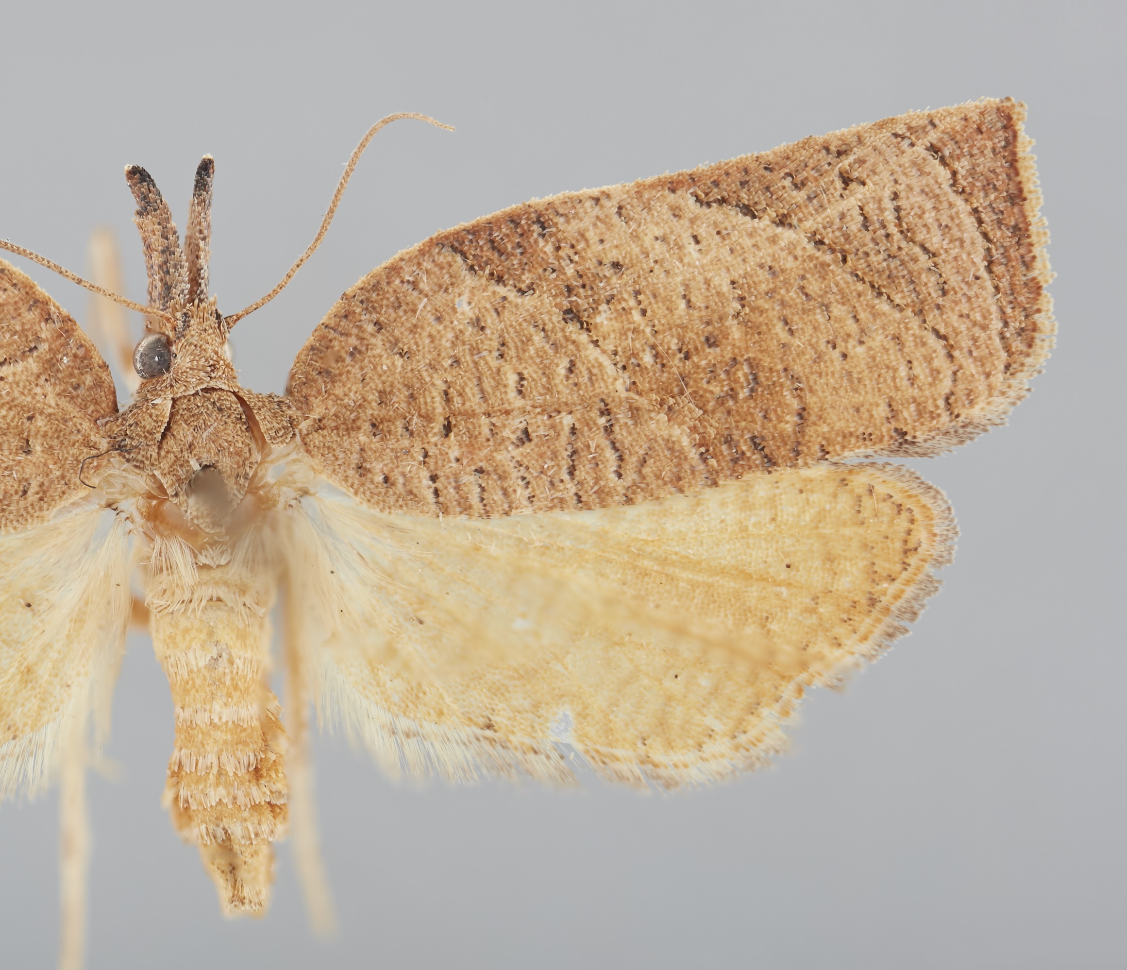 Platynota spp. | Tortricid ID