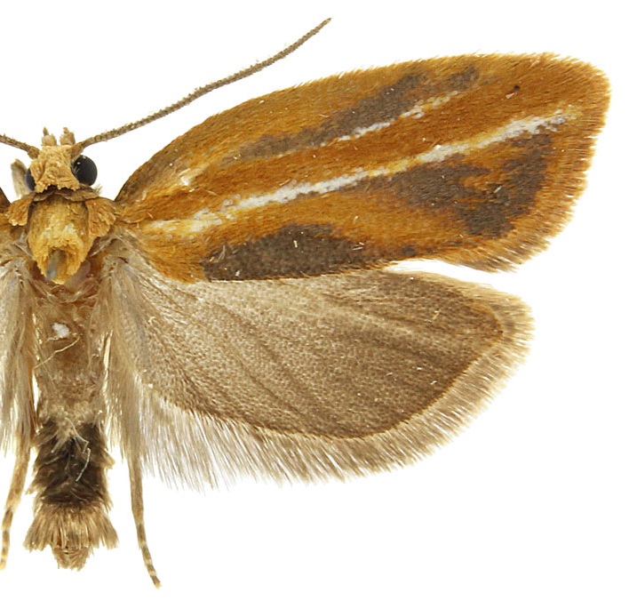 Acleris variana | Tortricid ID