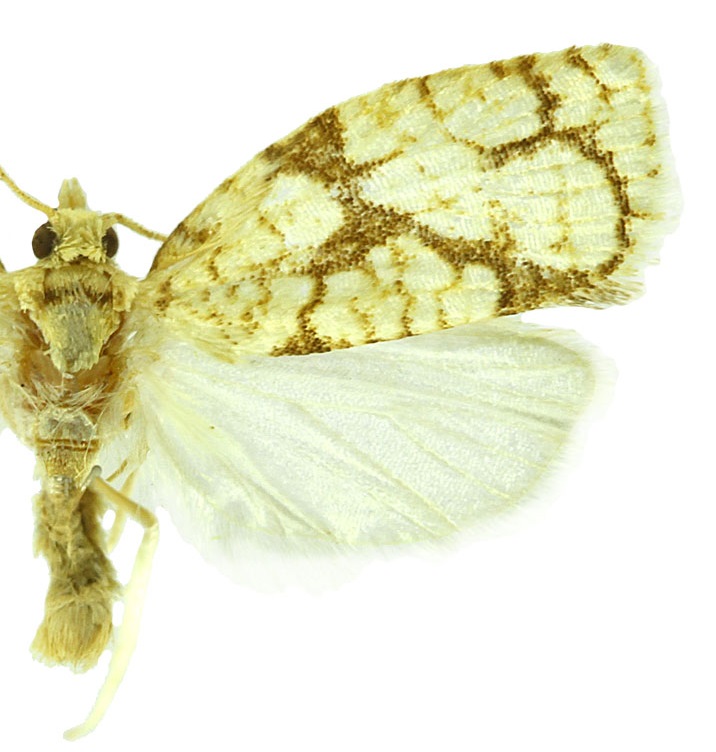Adoxophyes negundana | Tortricid ID