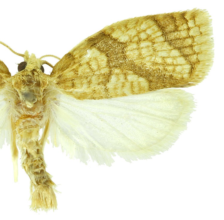 Adoxophyes spp. | Tortricid ID