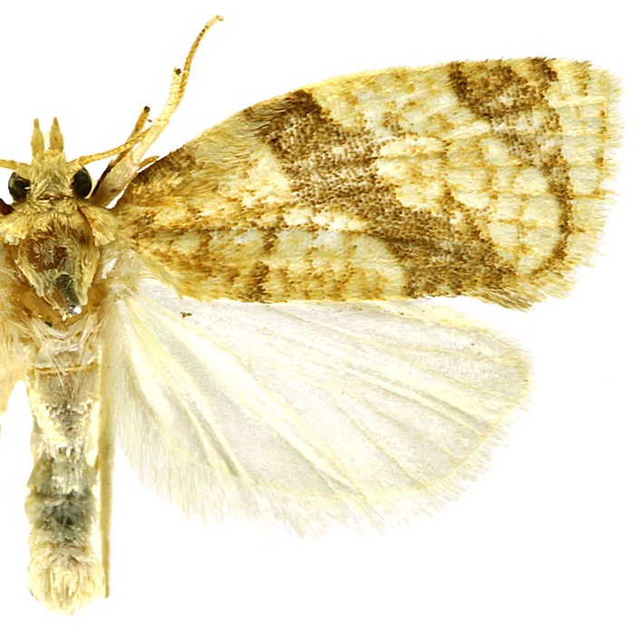 Adoxophyes negundana | Tortricid ID