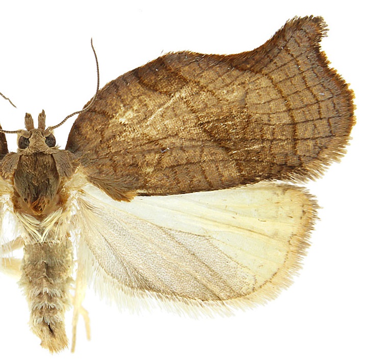 Archips purpurana | Tortricid ID