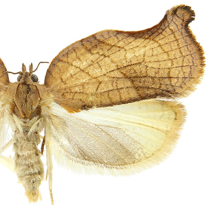 Archips purpurana | Tortricid ID