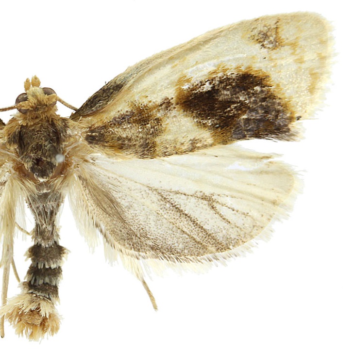 Clepsis spp. | Tortricid ID
