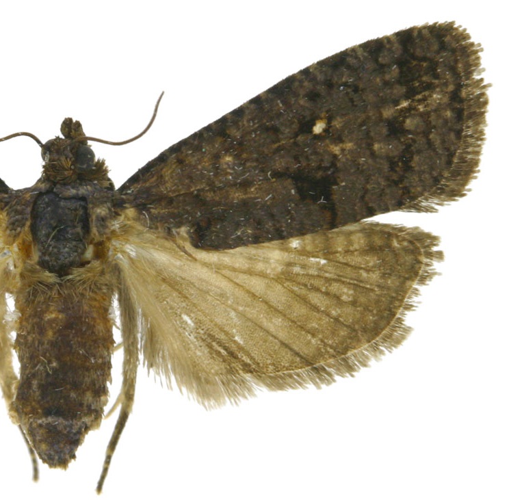 Cryptaspasma bipenicilla | Tortricid ID