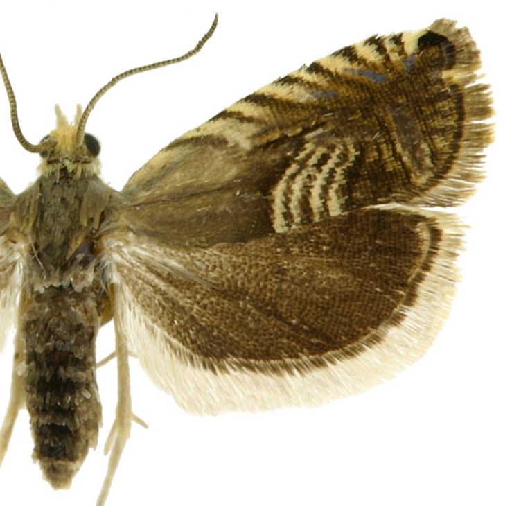 Grapholita spp. | Tortricid ID