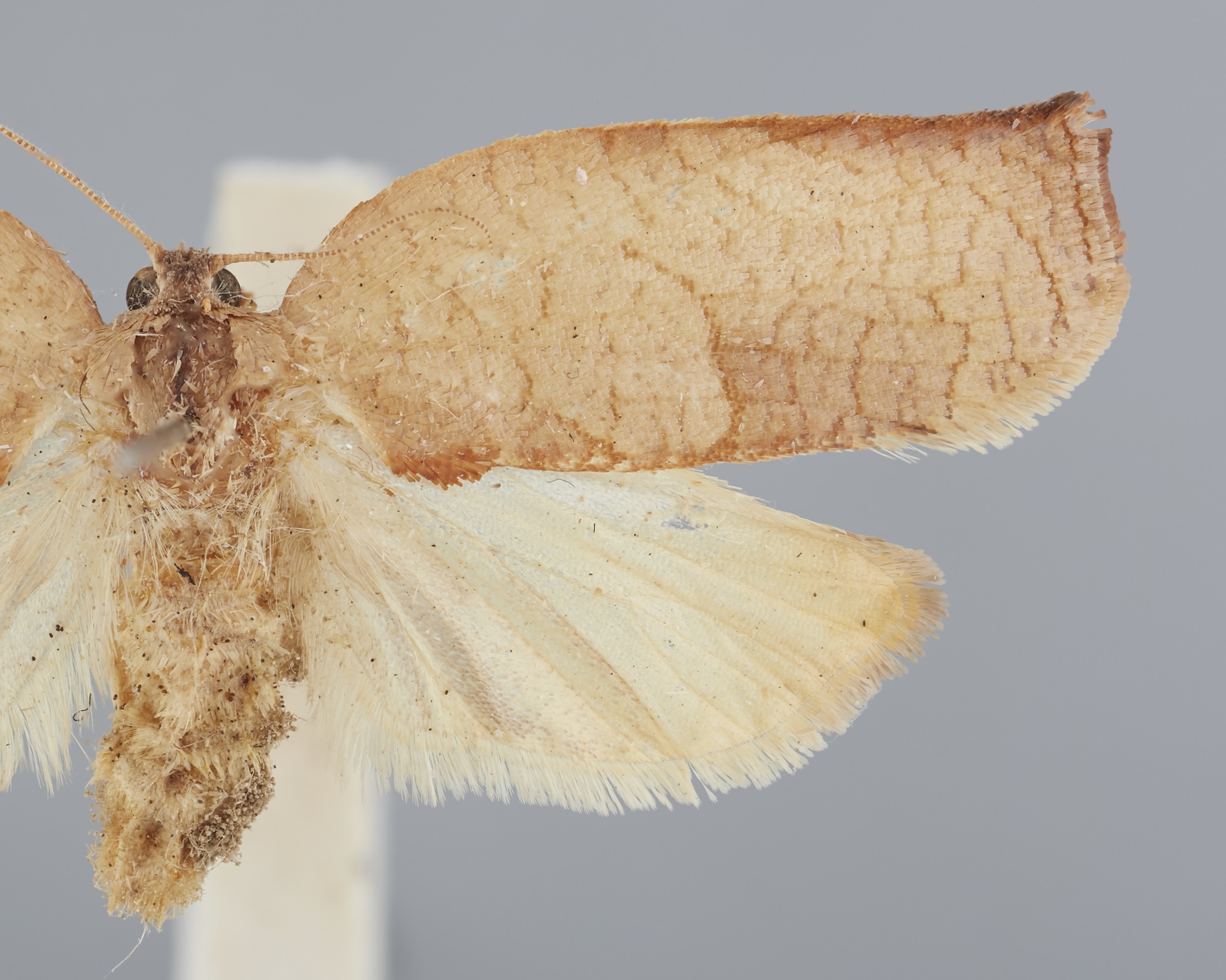 Homona spp. | TortID