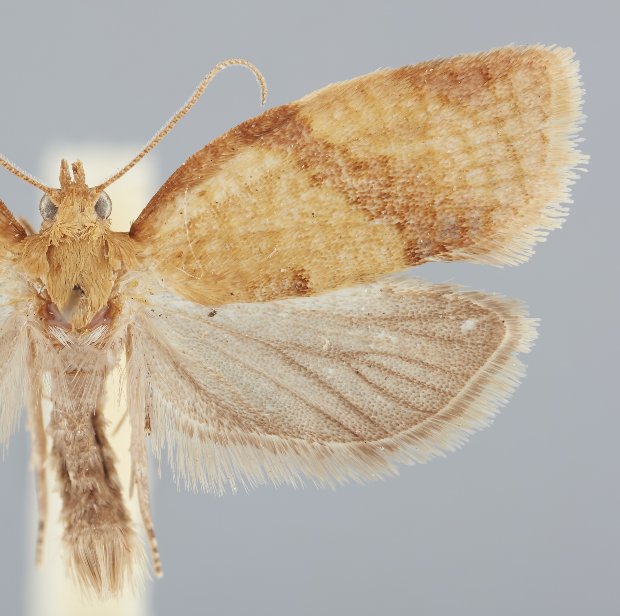 Clepsis consimilana | Tortricid ID