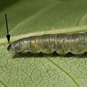 Cacoecimorpha pronubana | TortID