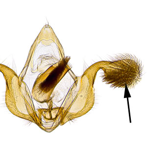 Ecdytolopha spp. | TortID