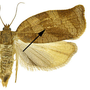 Archips negundana | TortID