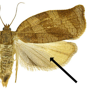 Choristoneura parallela | TortID