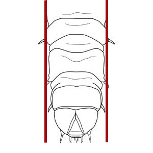 Acleris senescens | TortID