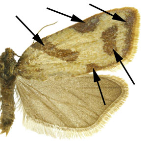 Rudenia leguminana | TortID