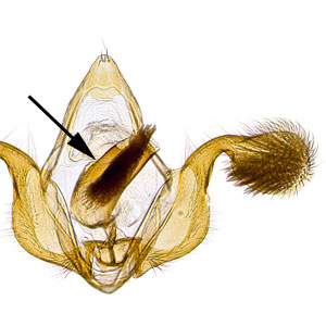 Homona spp. | TortID