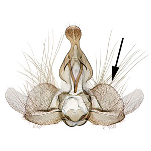 Ecdytolopha spp. | TortID