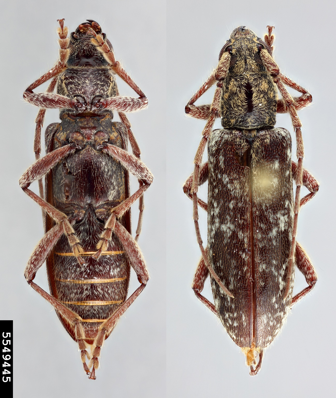 Anelaphus | CerambycID