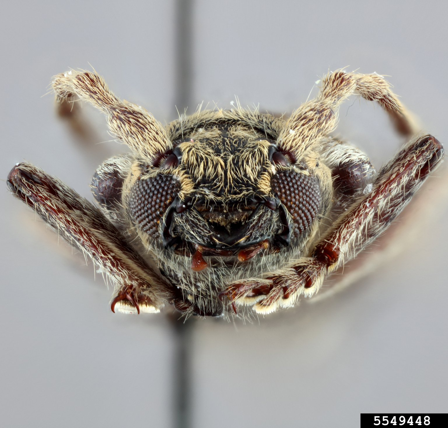 Anelaphus | CerambycID