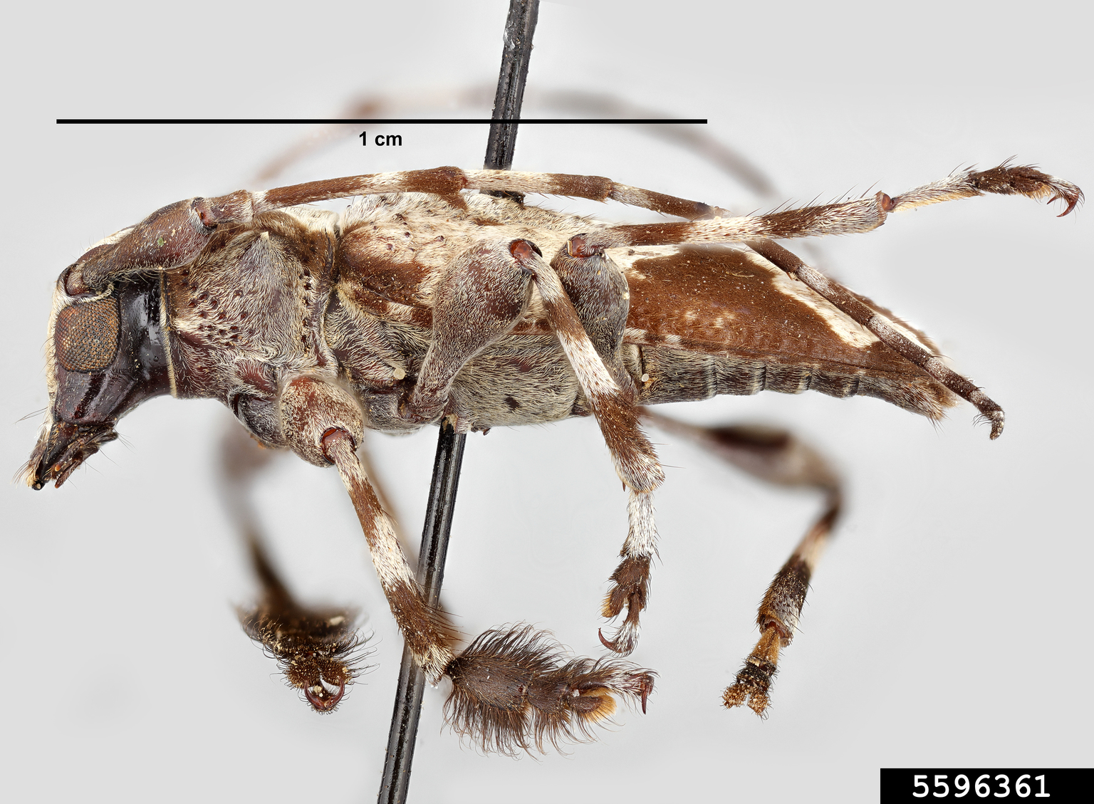 Aegomorphus | CerambycID