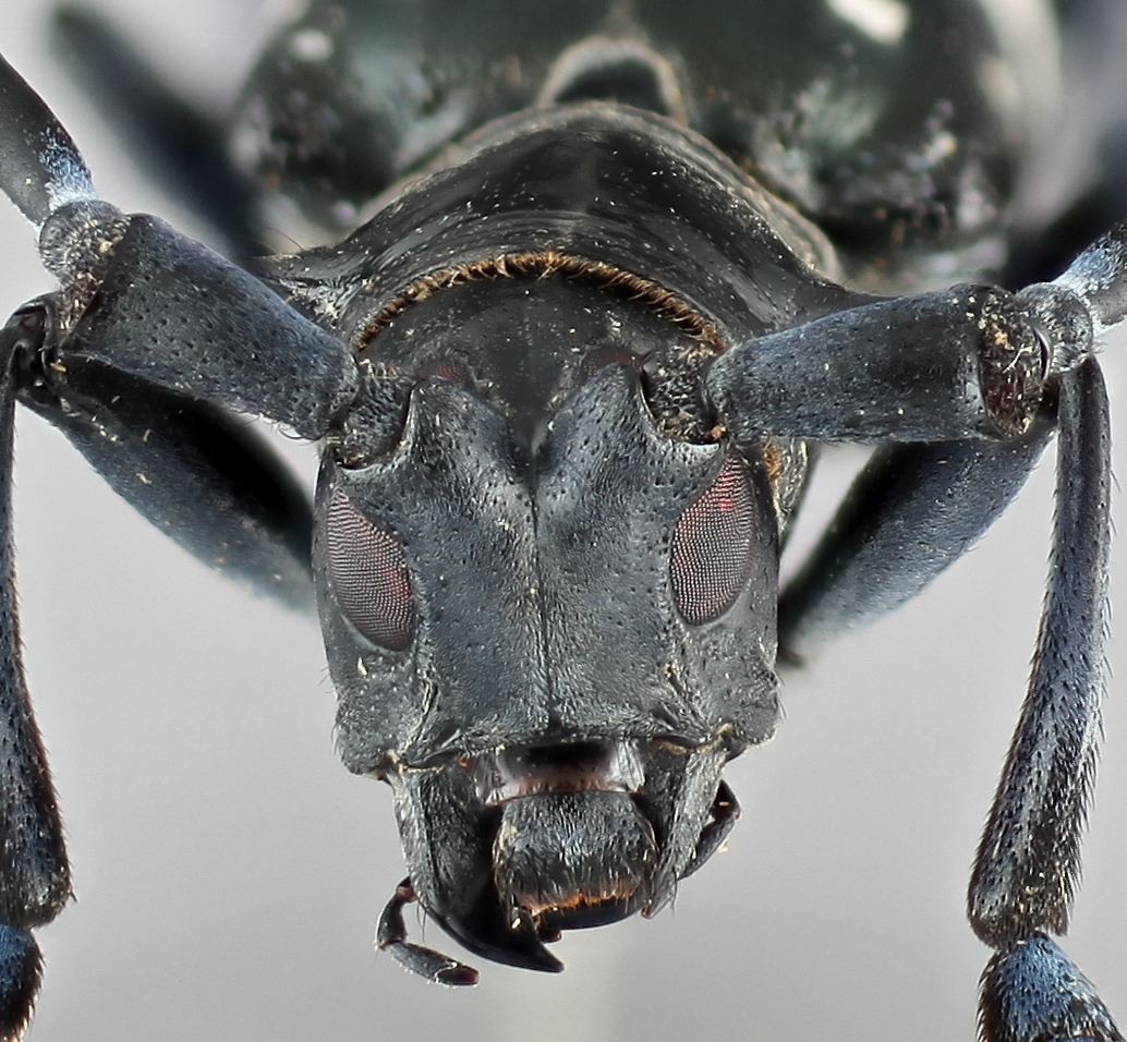 Anoplophora | CerambycID