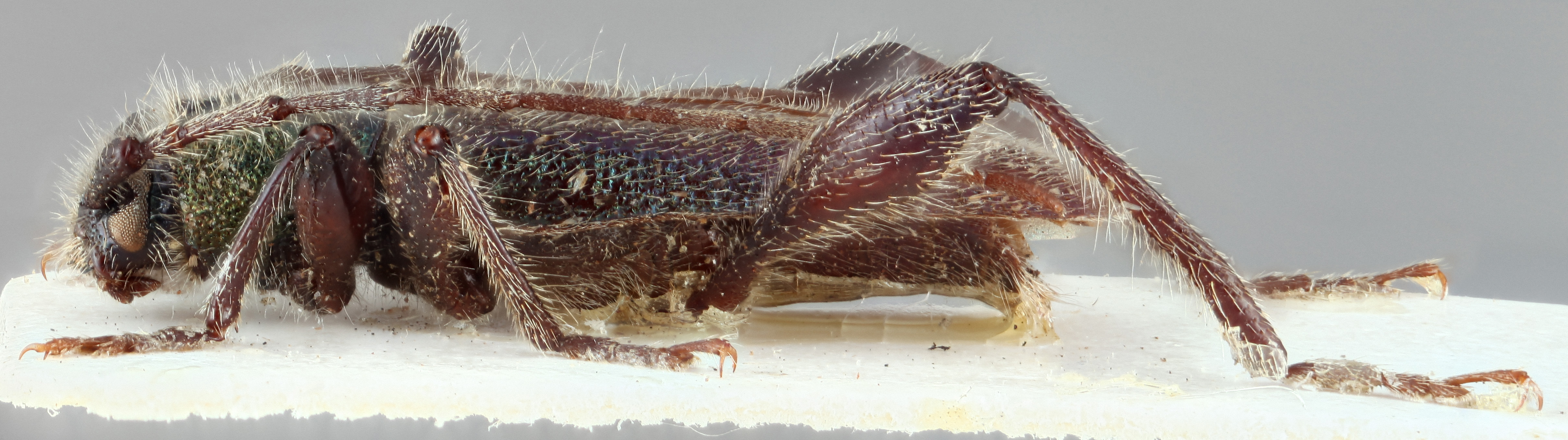 Callidium | CerambycID