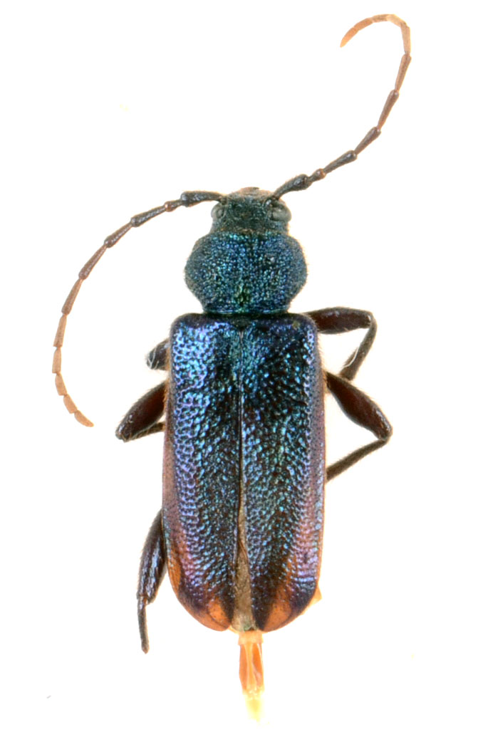 Callidium | CerambycID