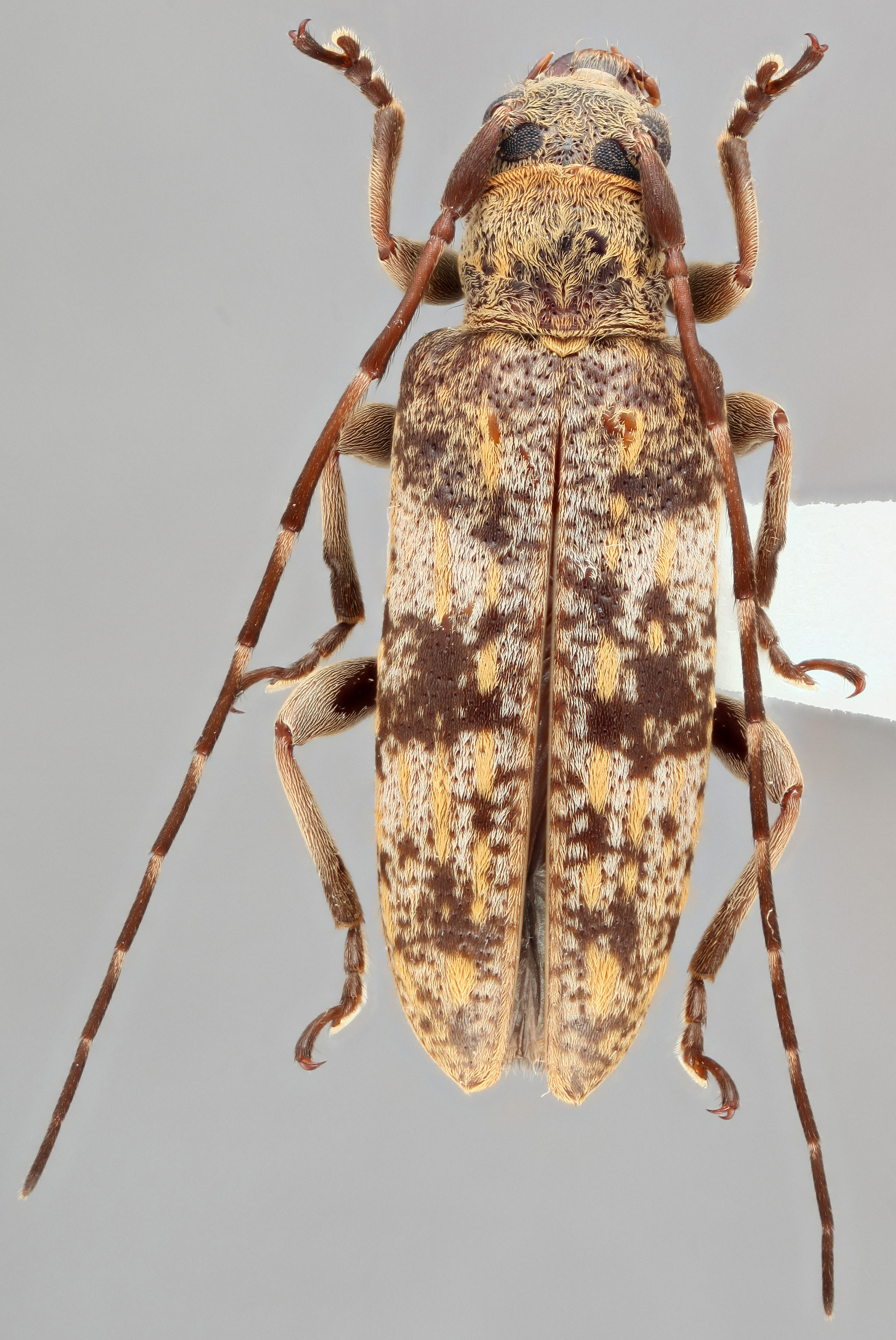 Sybra (Sybra) | CerambycID