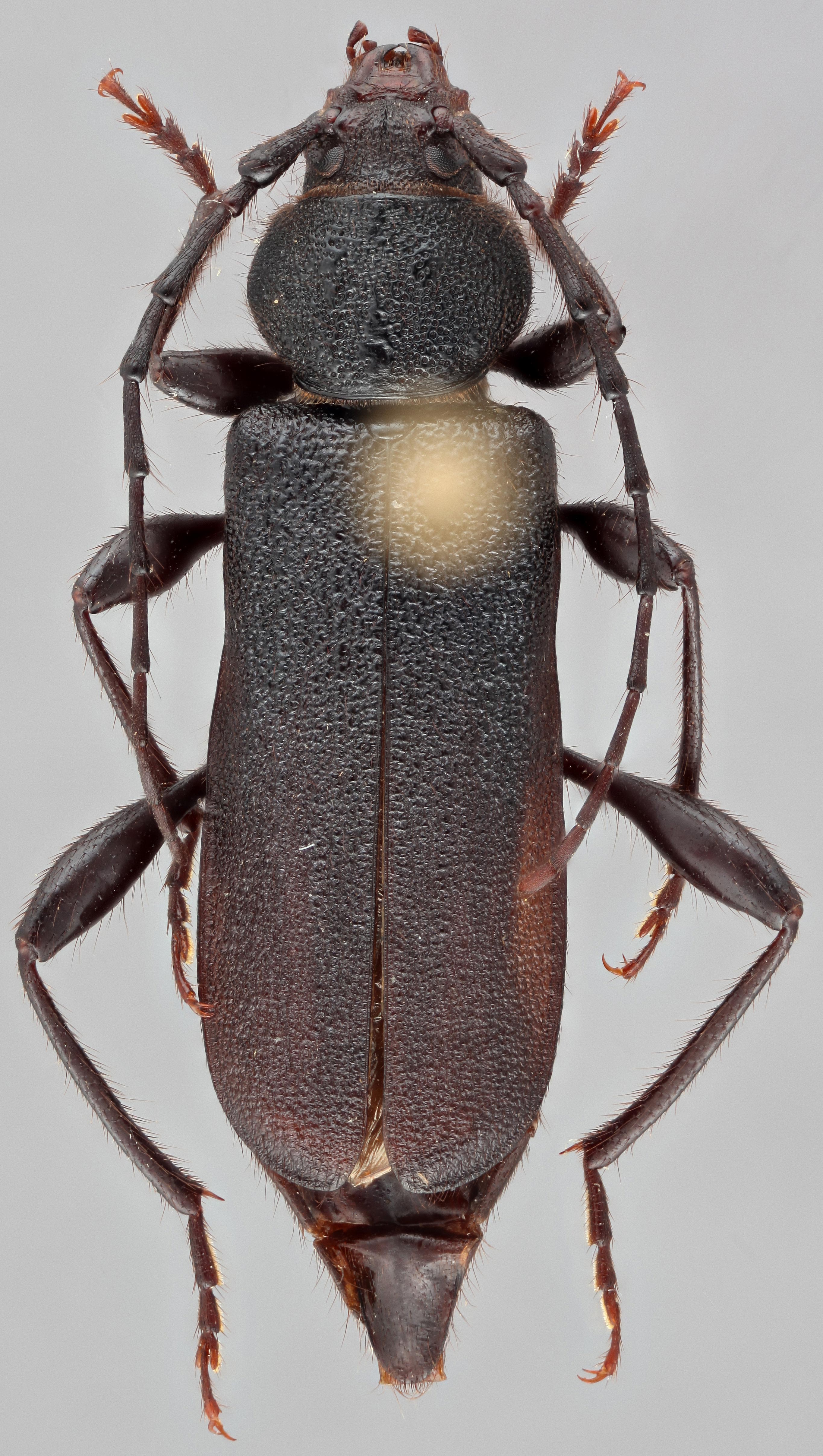 Ropalopus | CerambycID