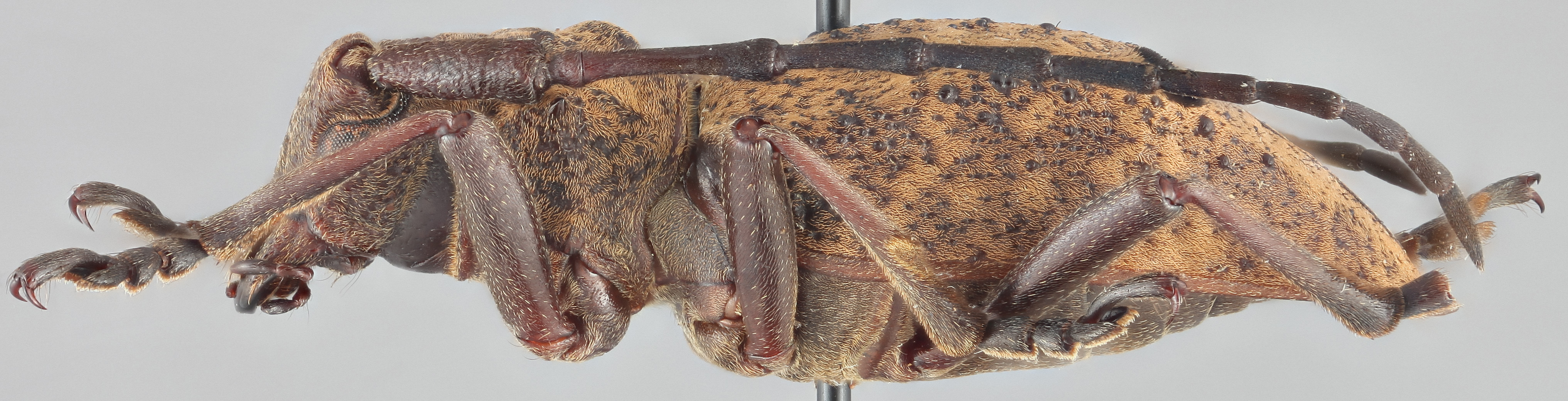 Mesechthistatus | CerambycID