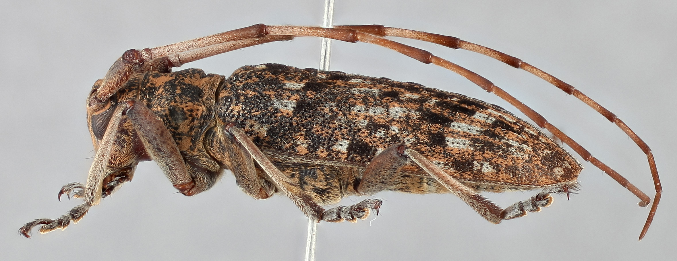 Monochamus alternatus | CerambycID