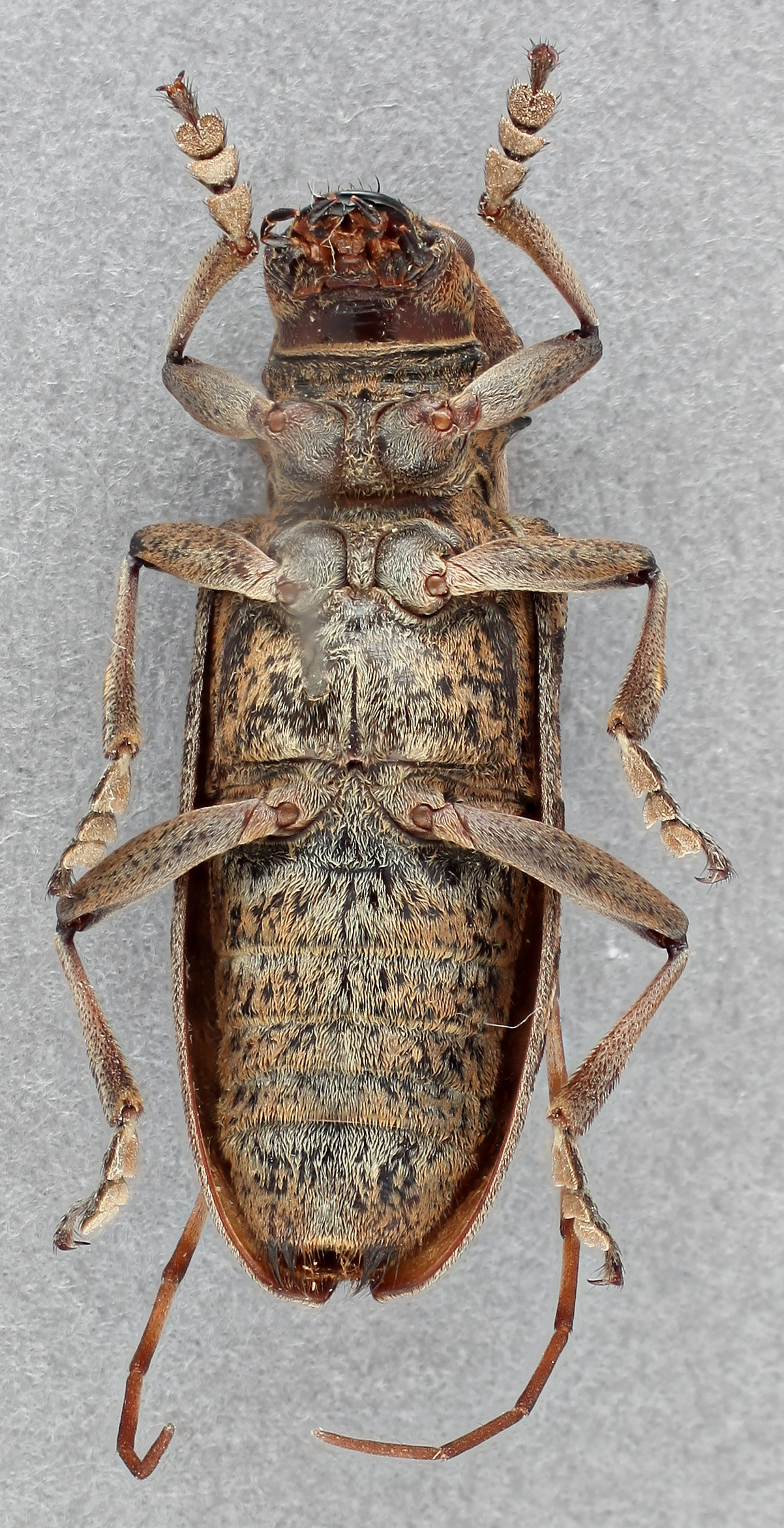 Monochamus alternatus | CerambycID