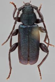 Callidium | CerambycID