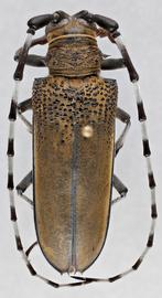 Apriona | CerambycID