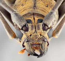 Neocerambyx | CerambycID