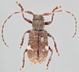 Mesosella | CerambycID